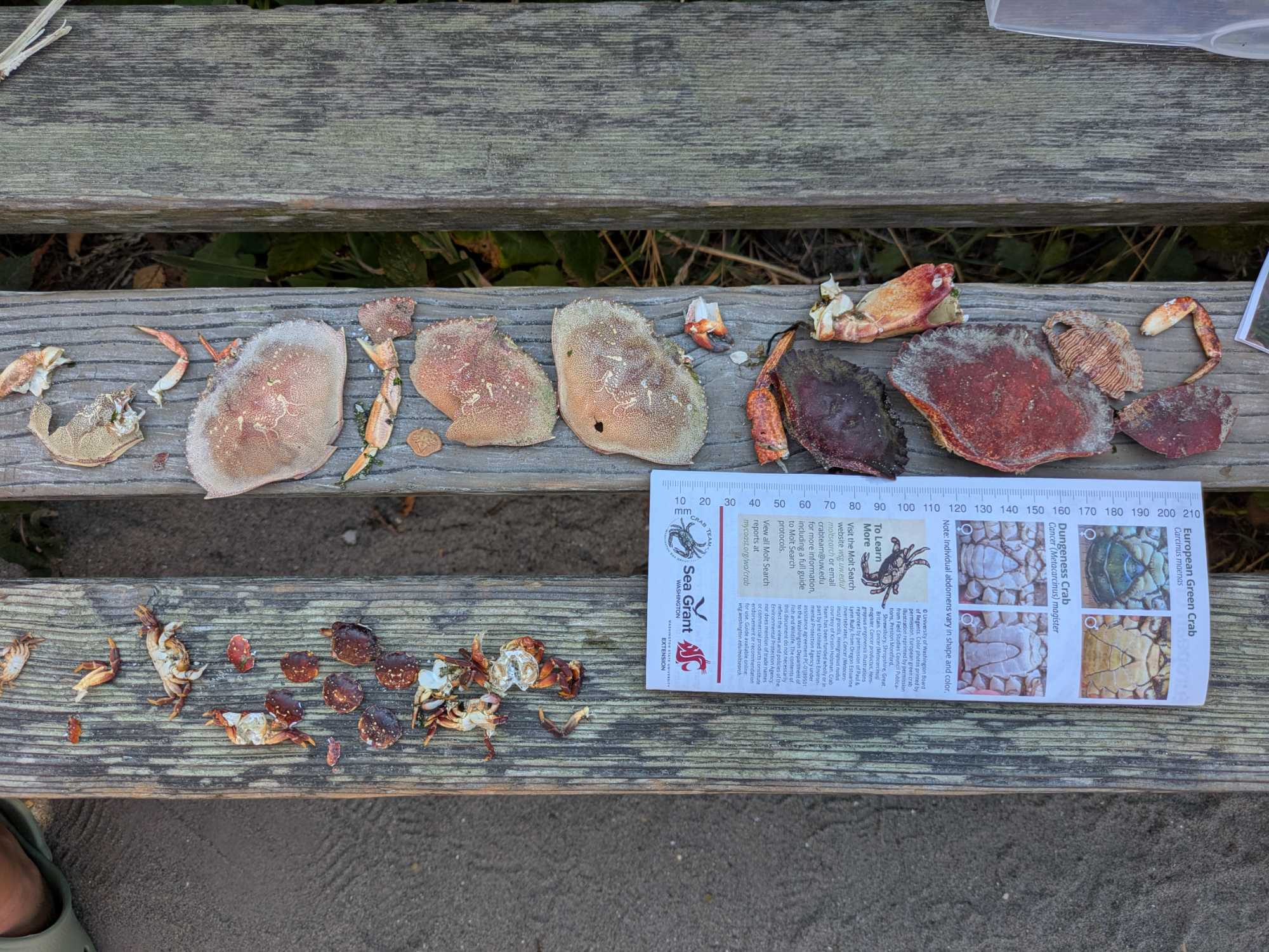 Green Crab Report: Seattle, WA - MyCoast